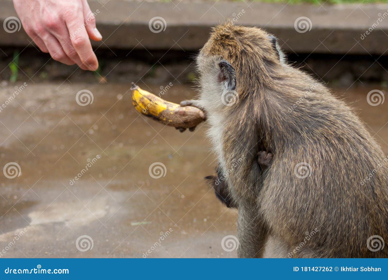 Grateful Monkey Photos - Free & Royalty-Free Stock Photos from Dreamstime