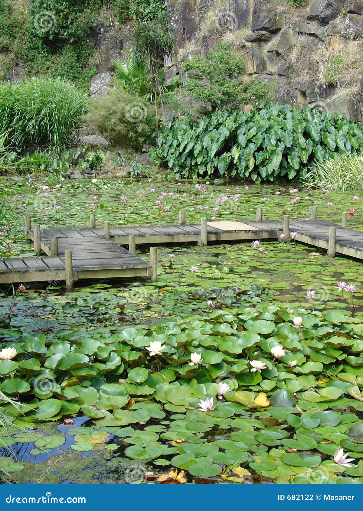 Monet s water lily gardens stock photo. Image of leaves - 682122