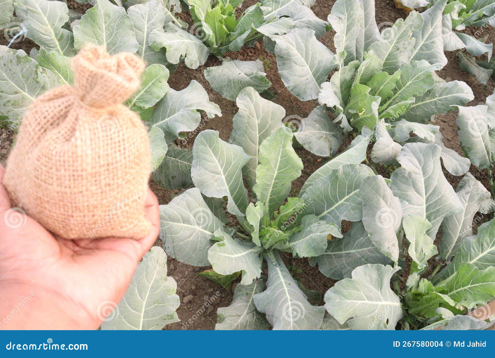 Money Bag with Cabbage Farm this is Cash Crops Stock Photo - Image of ...