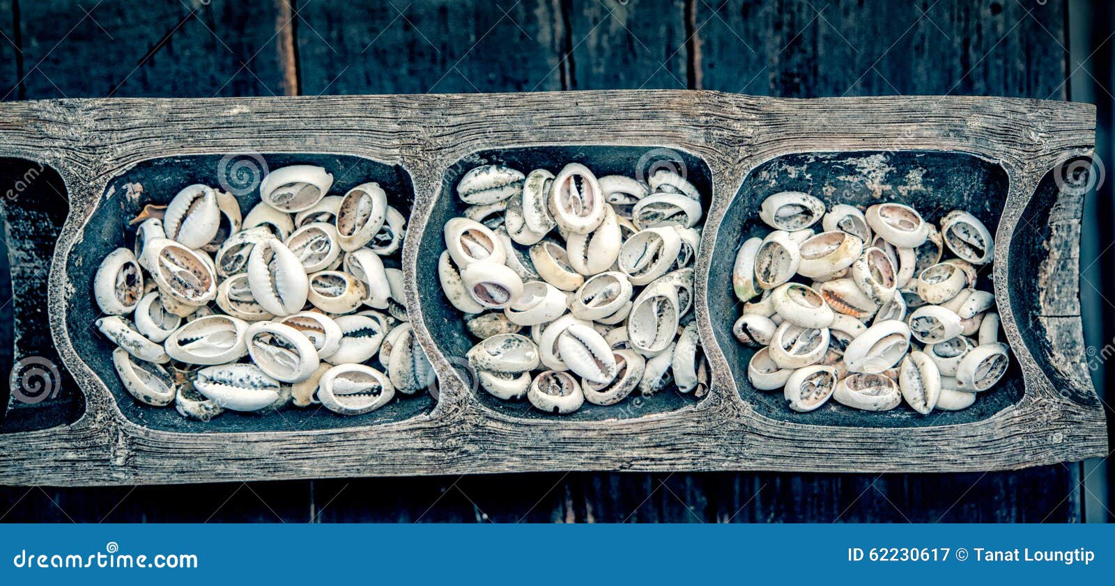 Money Cowry shells stock image. Image of cowrie, collection - 62230617