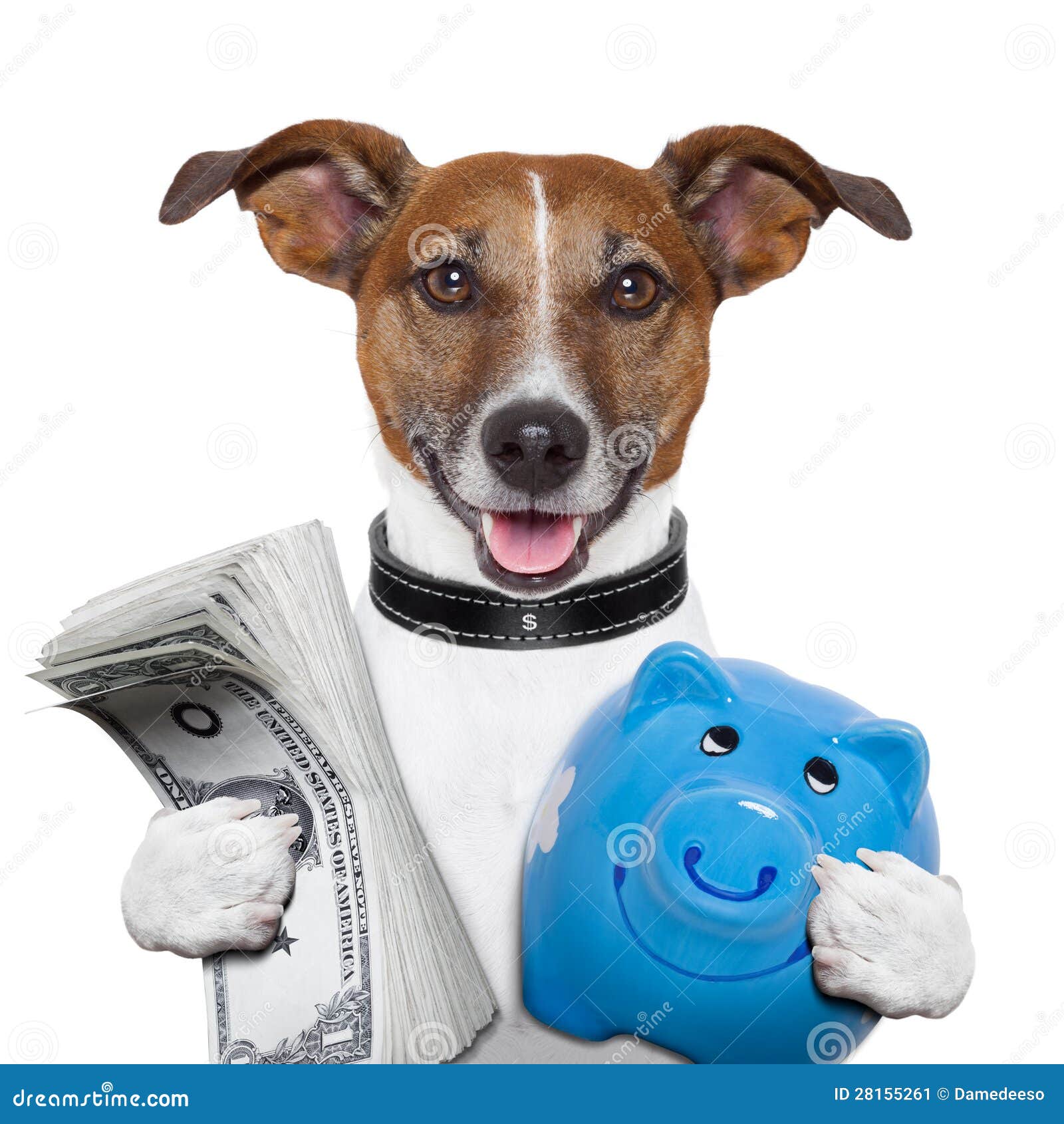 Money dog stock image. Image of loan, finance, joke, income - 28155261
