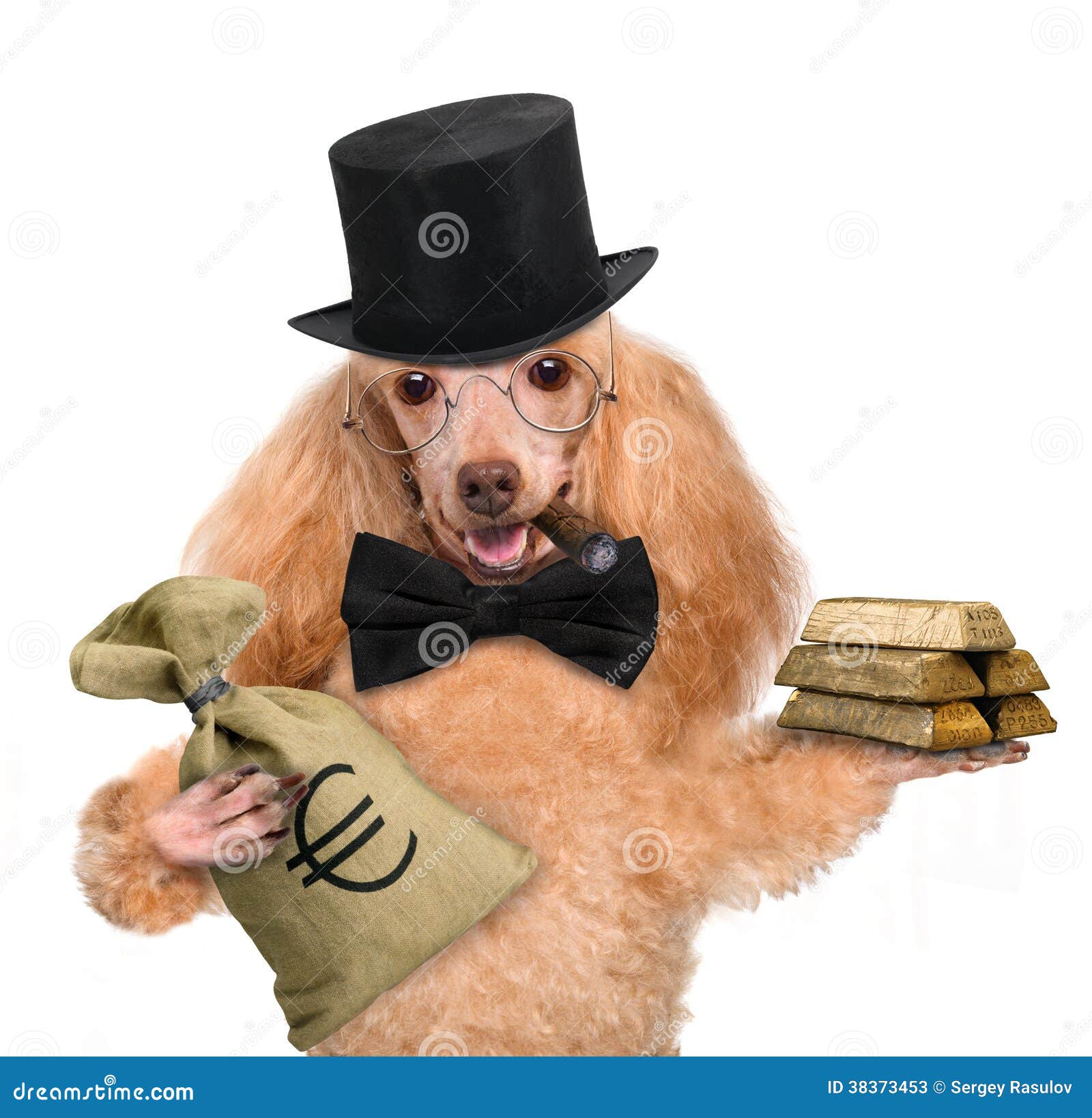Money dog holding stock image. Image of cash, background - 38373453