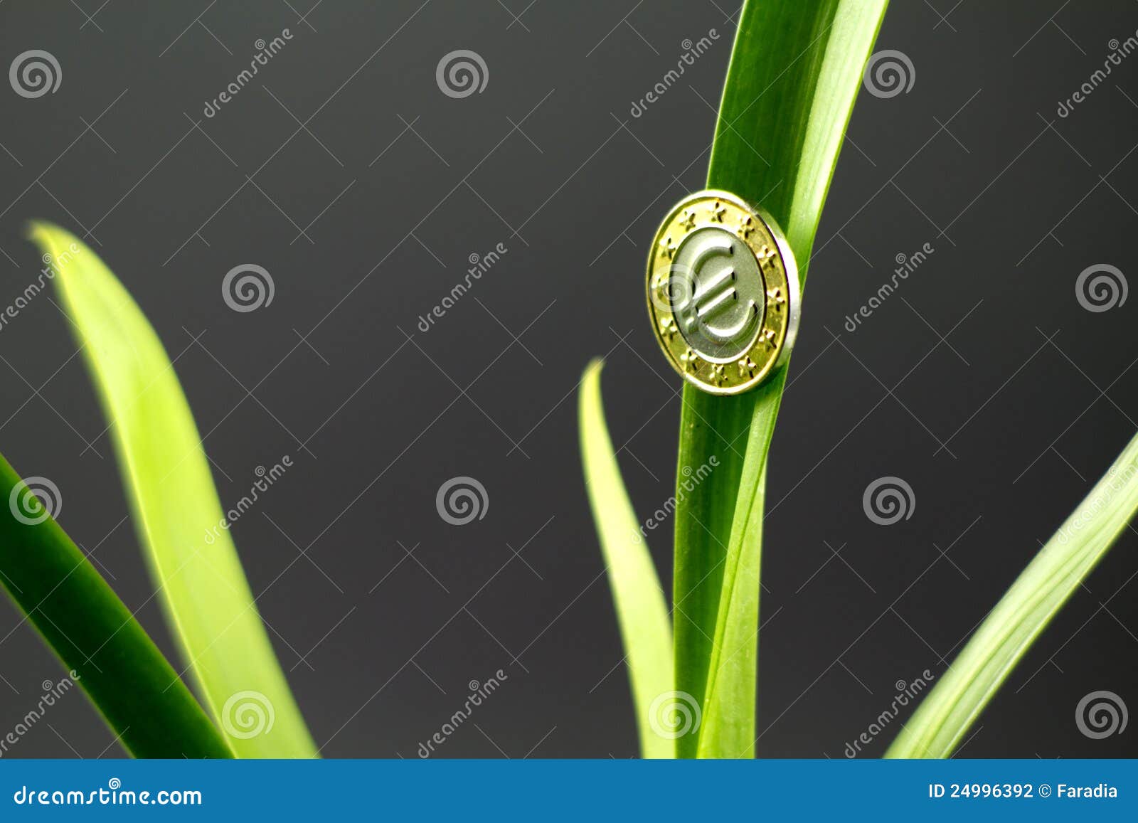 The money fruit stock photo. Image of plant, economize - 24996392