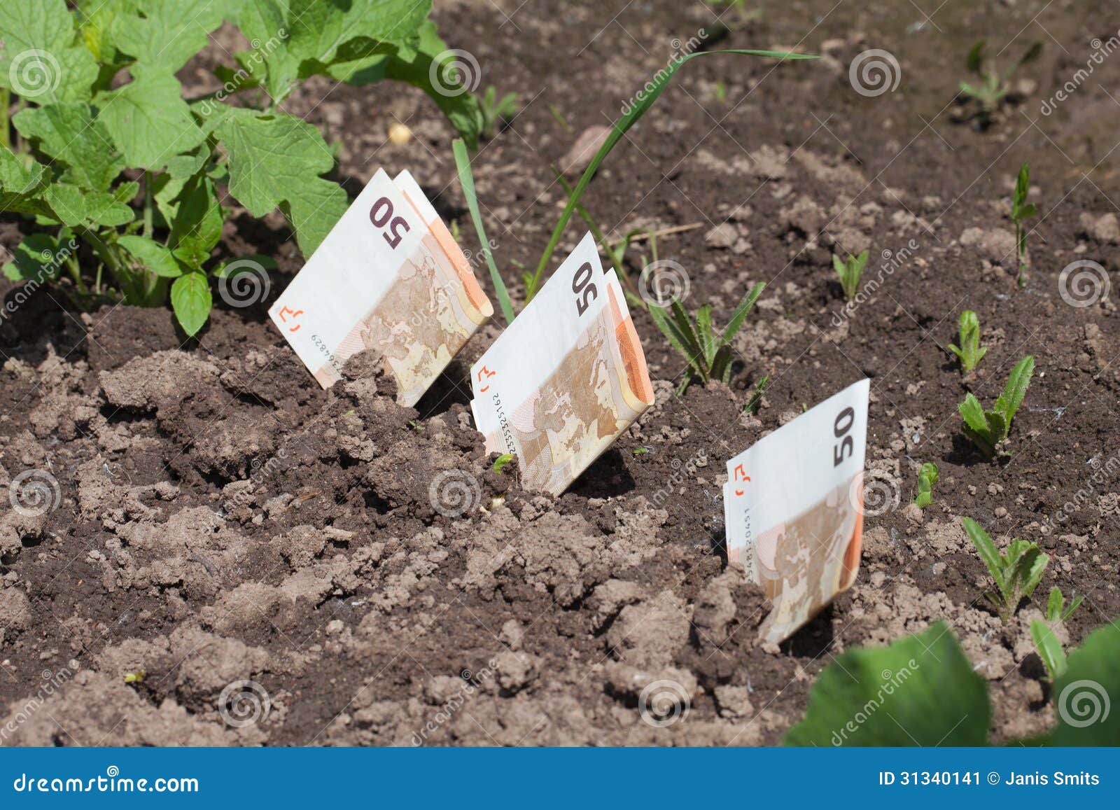 Money growing. stock image. Image of land, business, garden - 31340141