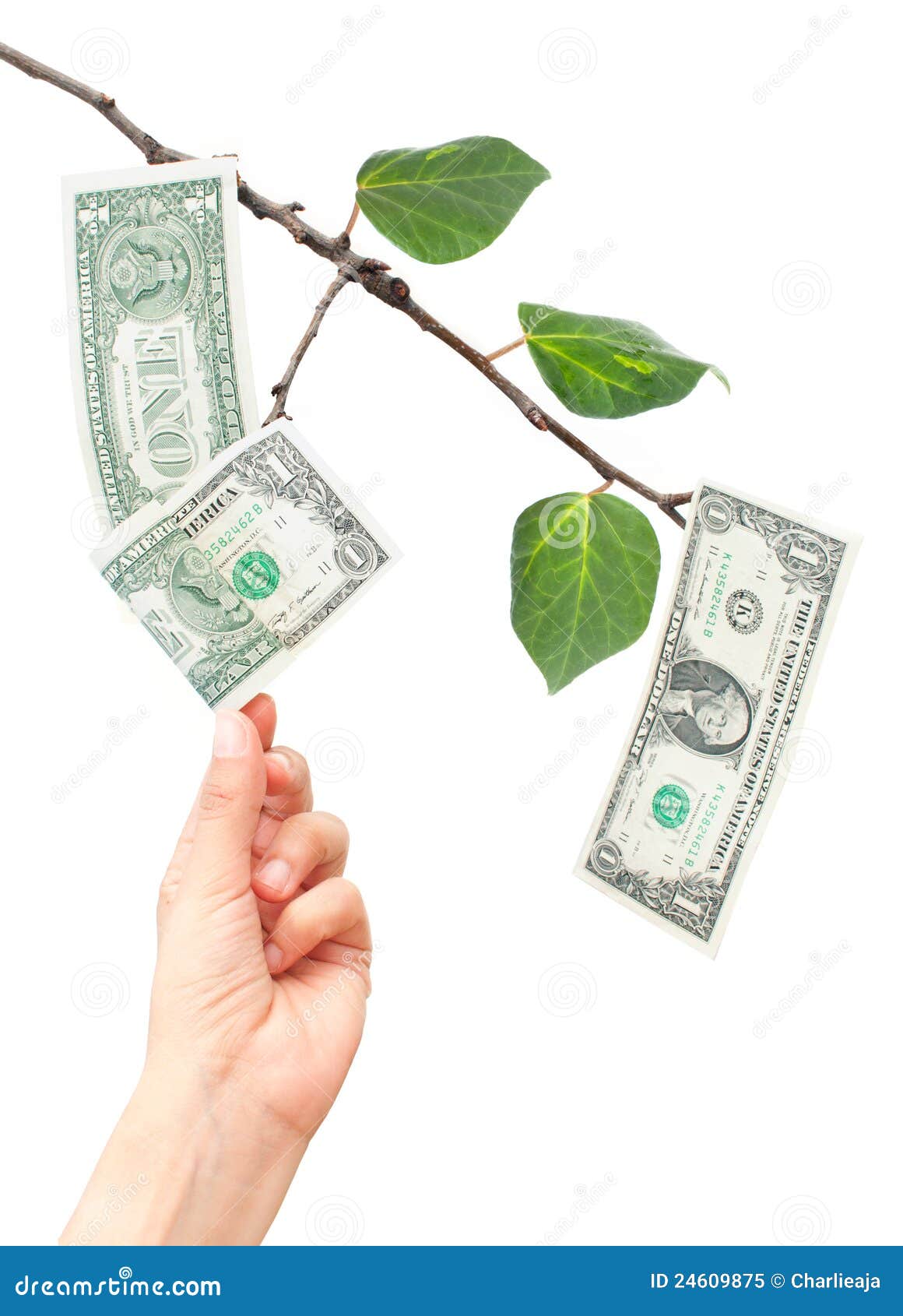 Money growing from tree stock image. Image of financial - 24609875