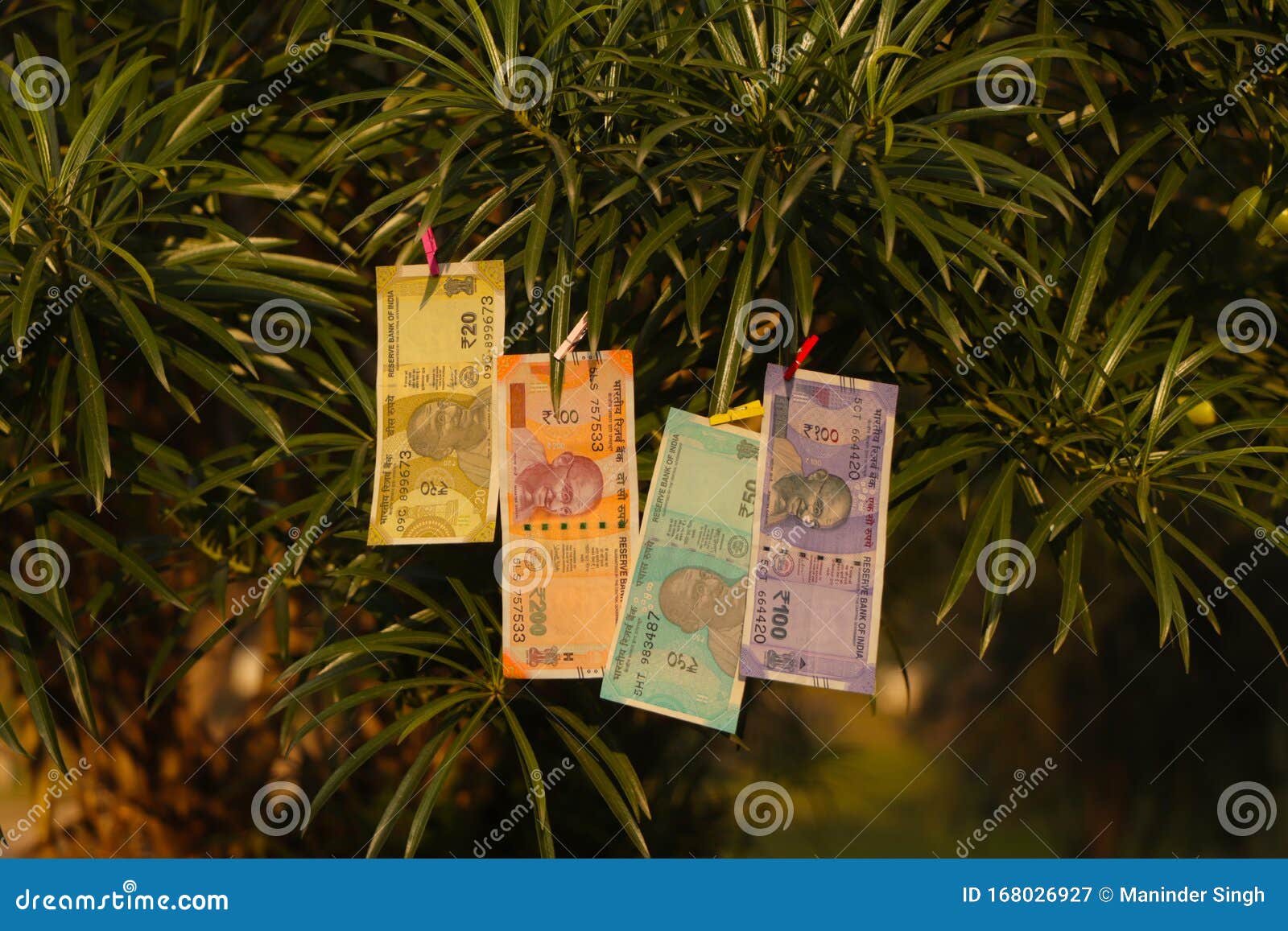 Money on a Tree Branch. Indian Currency. Stock Image - Image of money ...