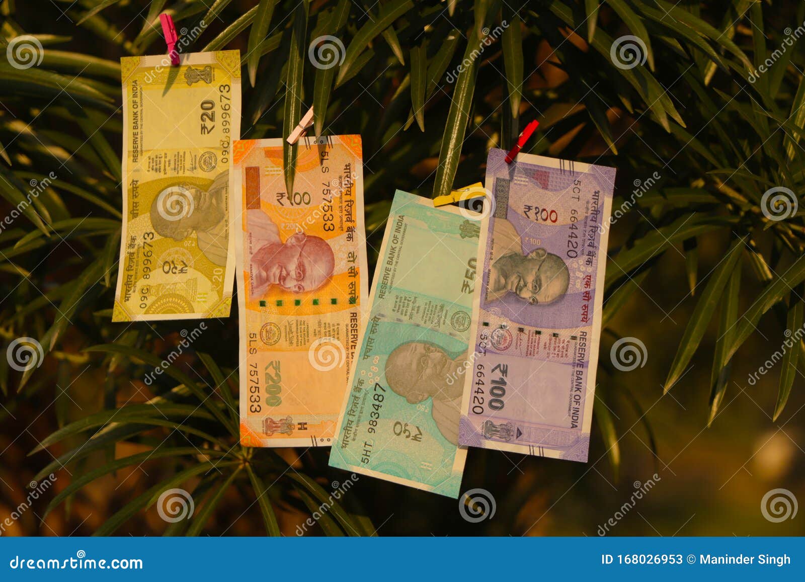Money on a Tree Branch. Indian Currency. Stock Image - Image of ...