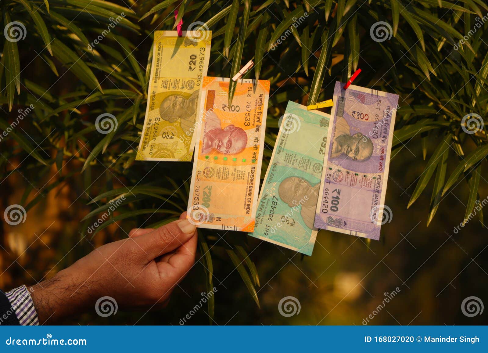 Money on a Tree Branch. Indian Currency. Stock Photo - Image of choice ...