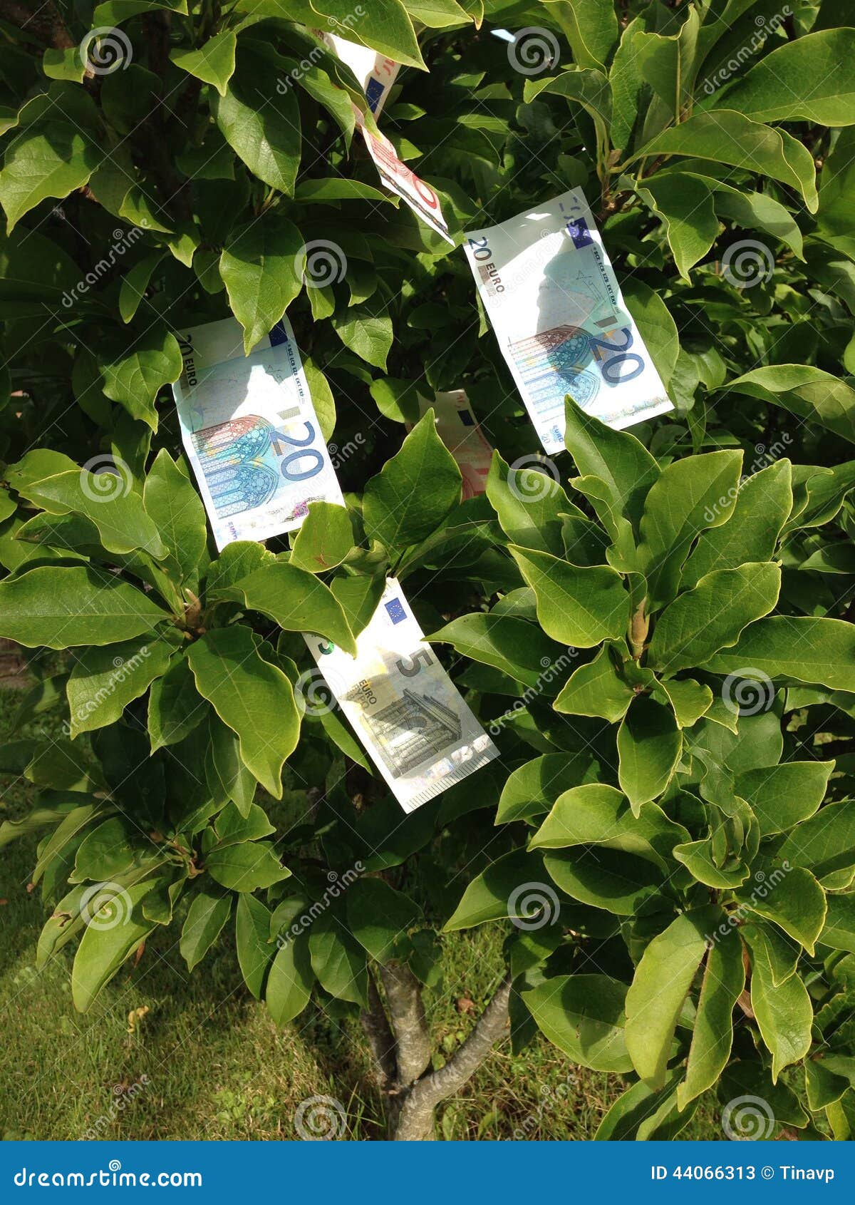 Money growing on a tree stock image. Image of money, growing - 44066313