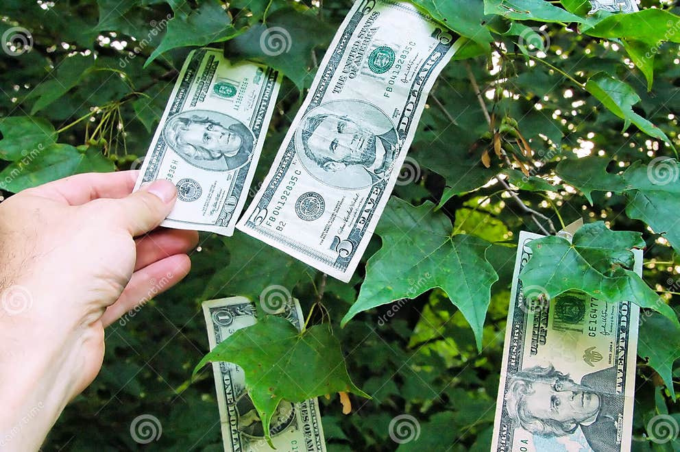 Money growing on trees stock image. Image of landscape - 10884441