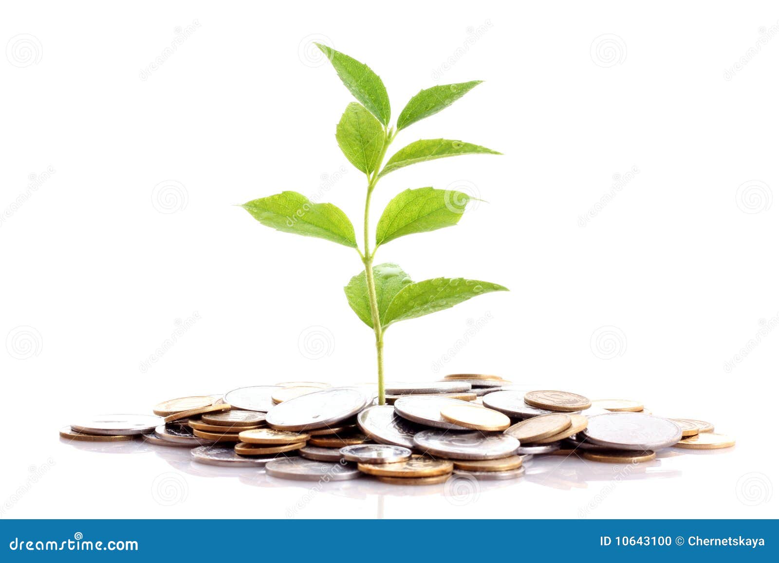 Money grows stock photo. Image of finance, cash, investment - 10643100