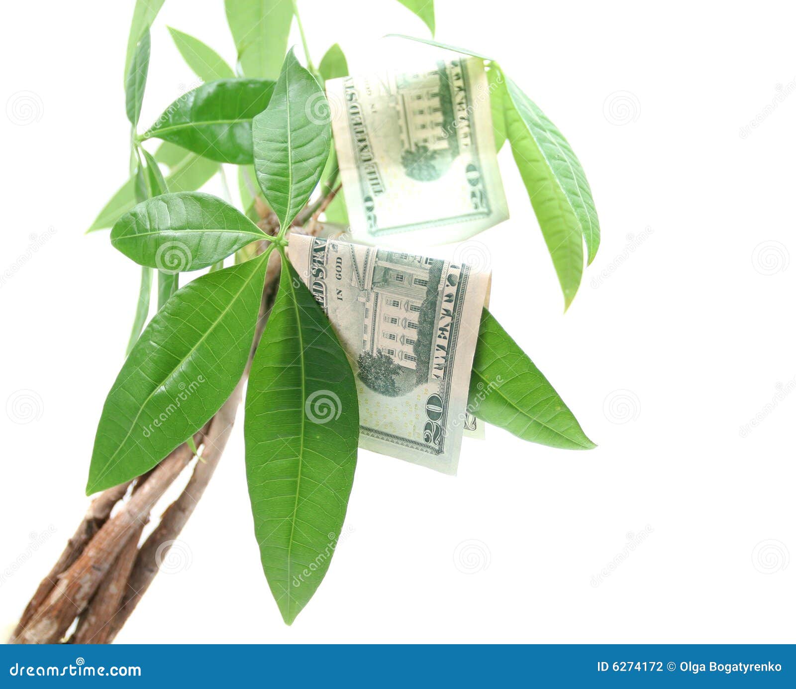 Money Grows on Trees stock photo. Image of growing, business - 6274172