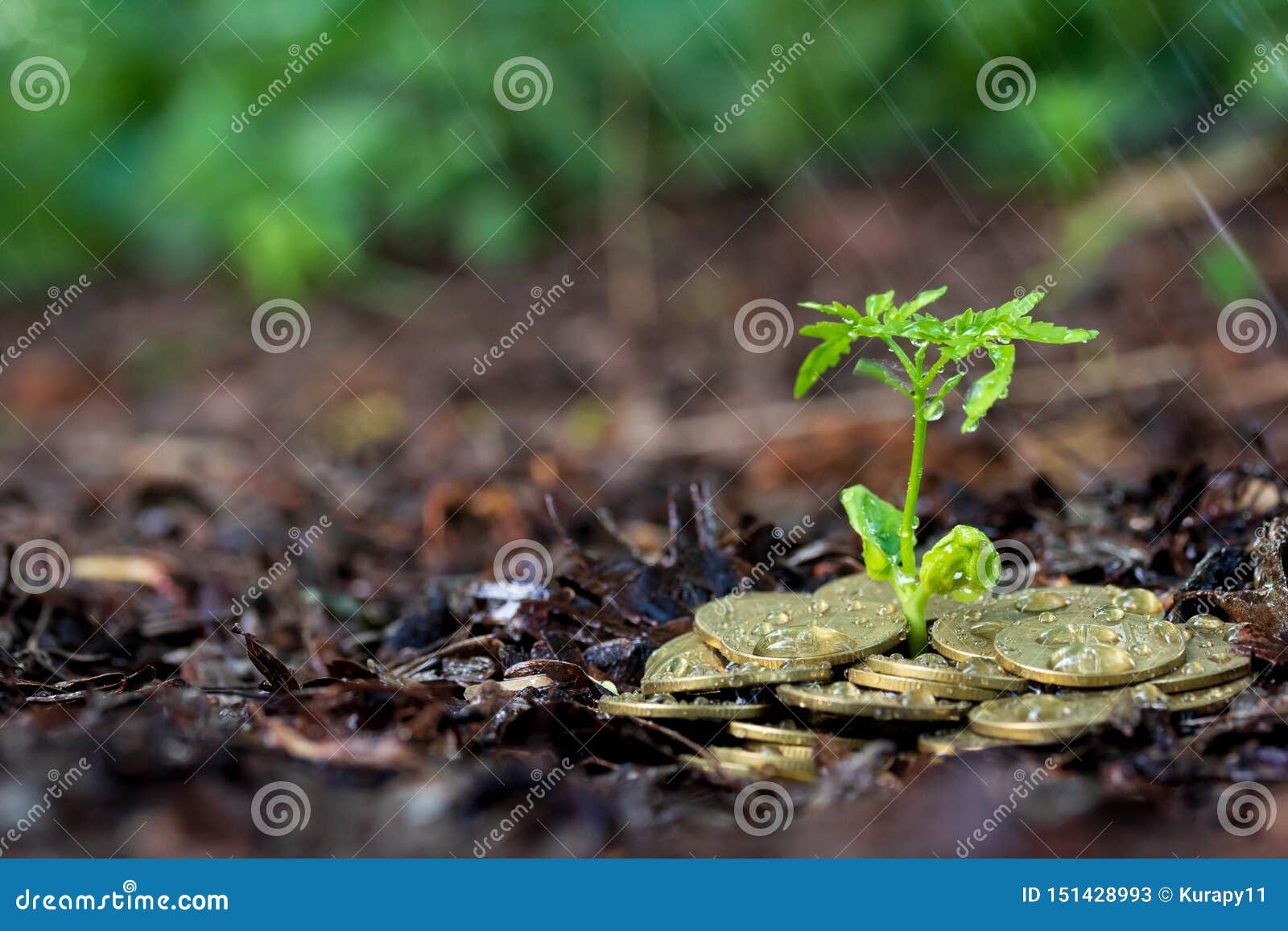 Money Growth, Seedling and Rain. Stock Image - Image of earnings ...