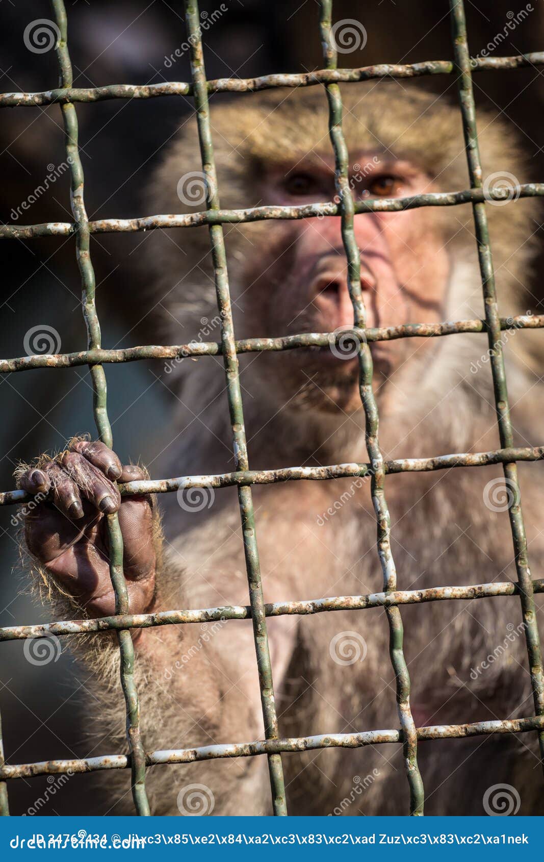 Money hand stock photo. Image of baboon, mouth, african - 34762434