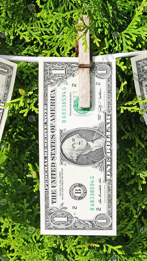 Money hanging on a tree stock photo. Image of bills, money - 31360690