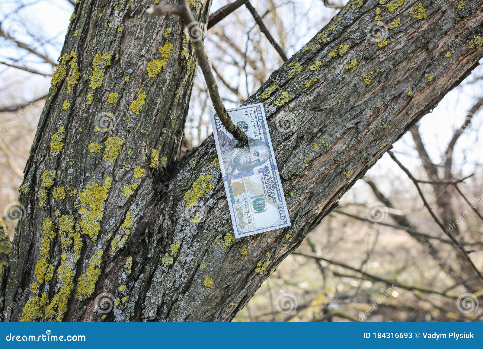 Money Hanging on the Tree. Dollar Banknote Outdoors Stock Image - Image ...