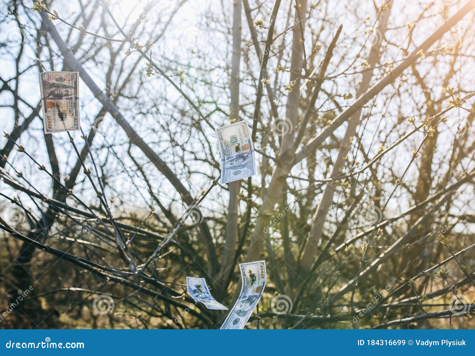 Money Hanging on the Tree. Dollar Banknote Outdoors Stock Image - Image ...
