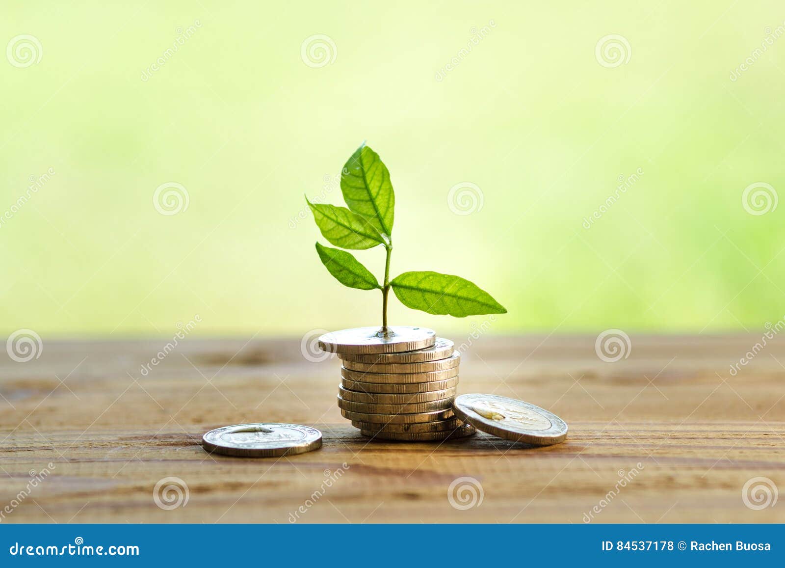 Money in nature stock photo. Image of cash, money, banking - 84537178
