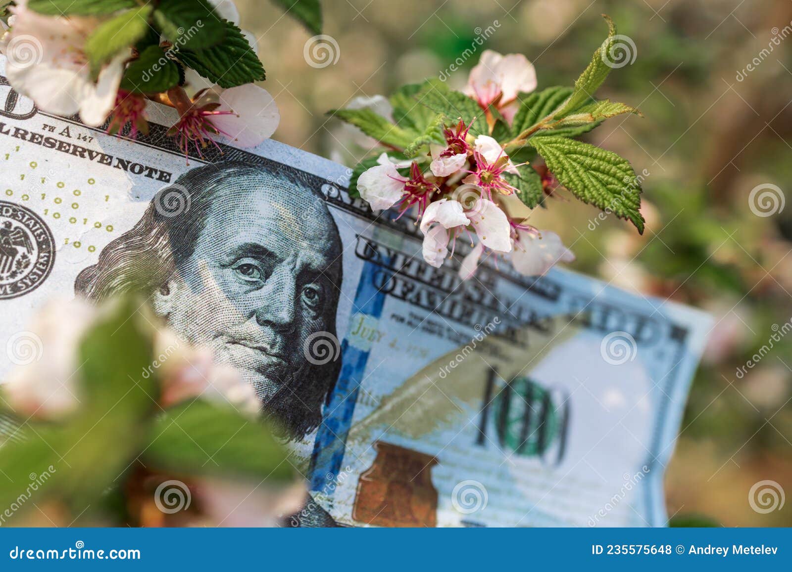 Money and an Orchard in Spring, Flowers and Money Stock Photo - Image ...