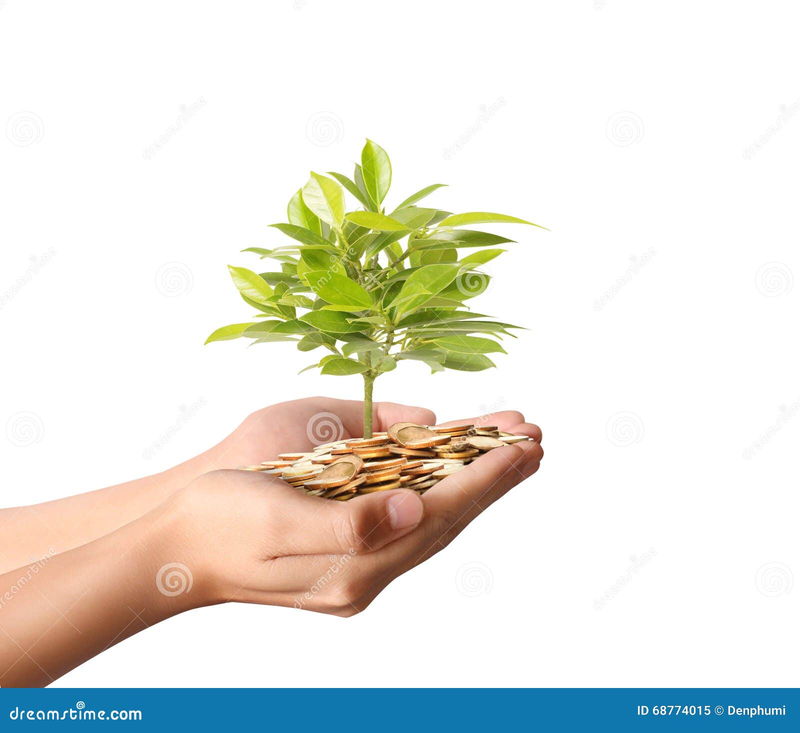 Money Plant Growing from Coins in Hand Stock Image - Image of banking ...