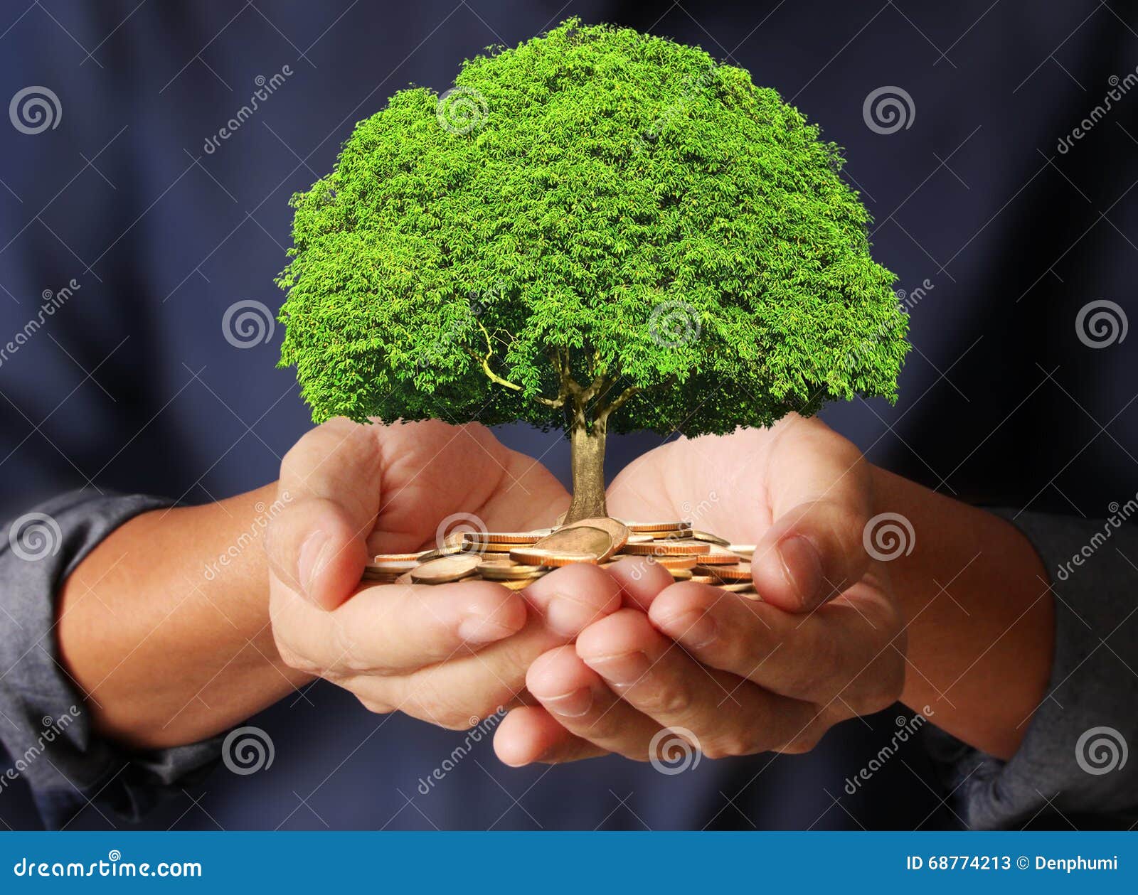 Money Plant Growing from Coins in Hand Stock Image - Image of heap ...
