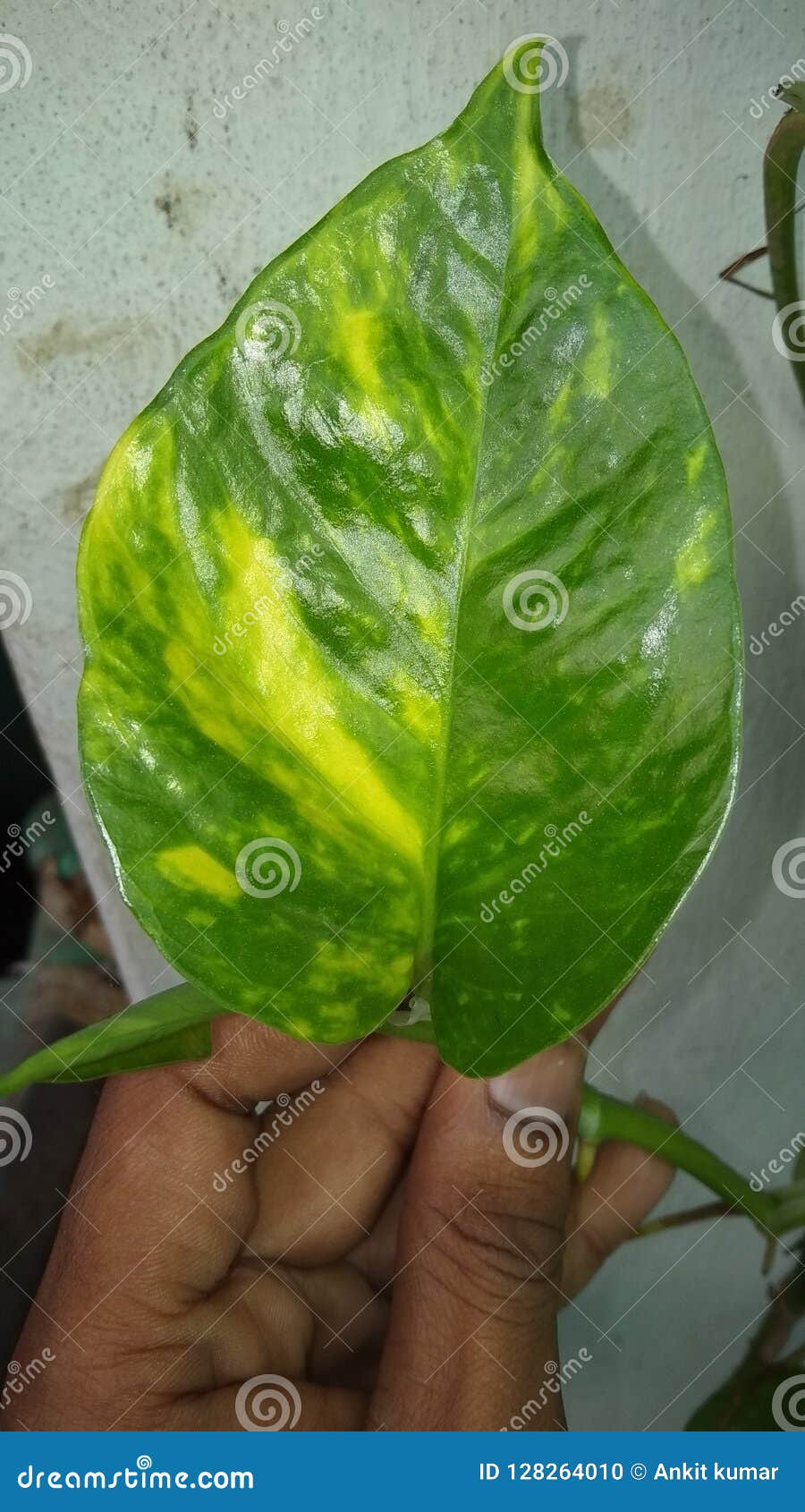 Money Plant Hand Color Phool Stock Photo - Image of plant, color: 128264010