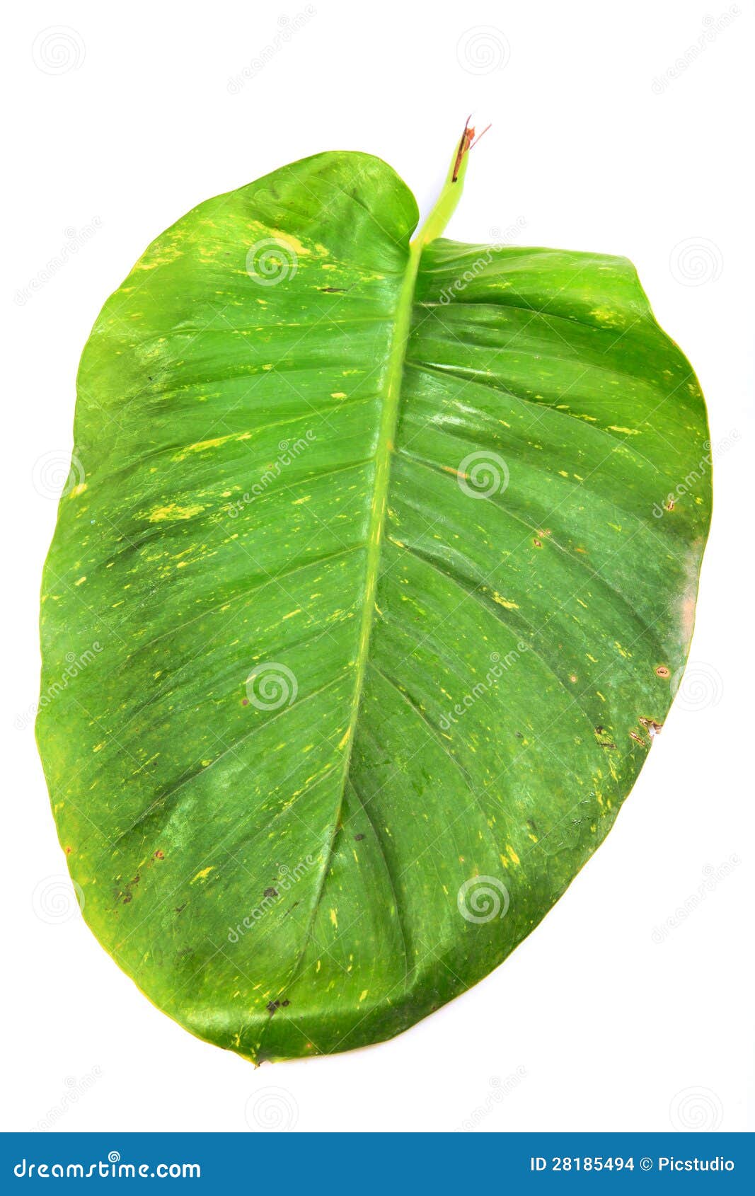 Money plant leaf stock photo. Image of green, nature - 28185494