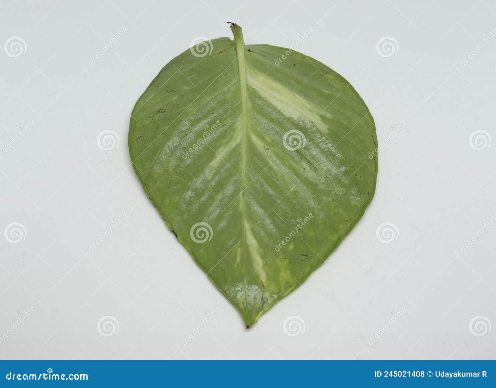 Indoor Money Plant Leaf Back Side View. with White Background Stock ...