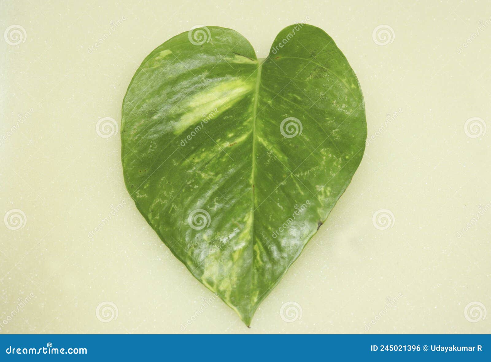 Indoor Money Plant Leaf. with Yellow Background Stock Photo - Image of ...