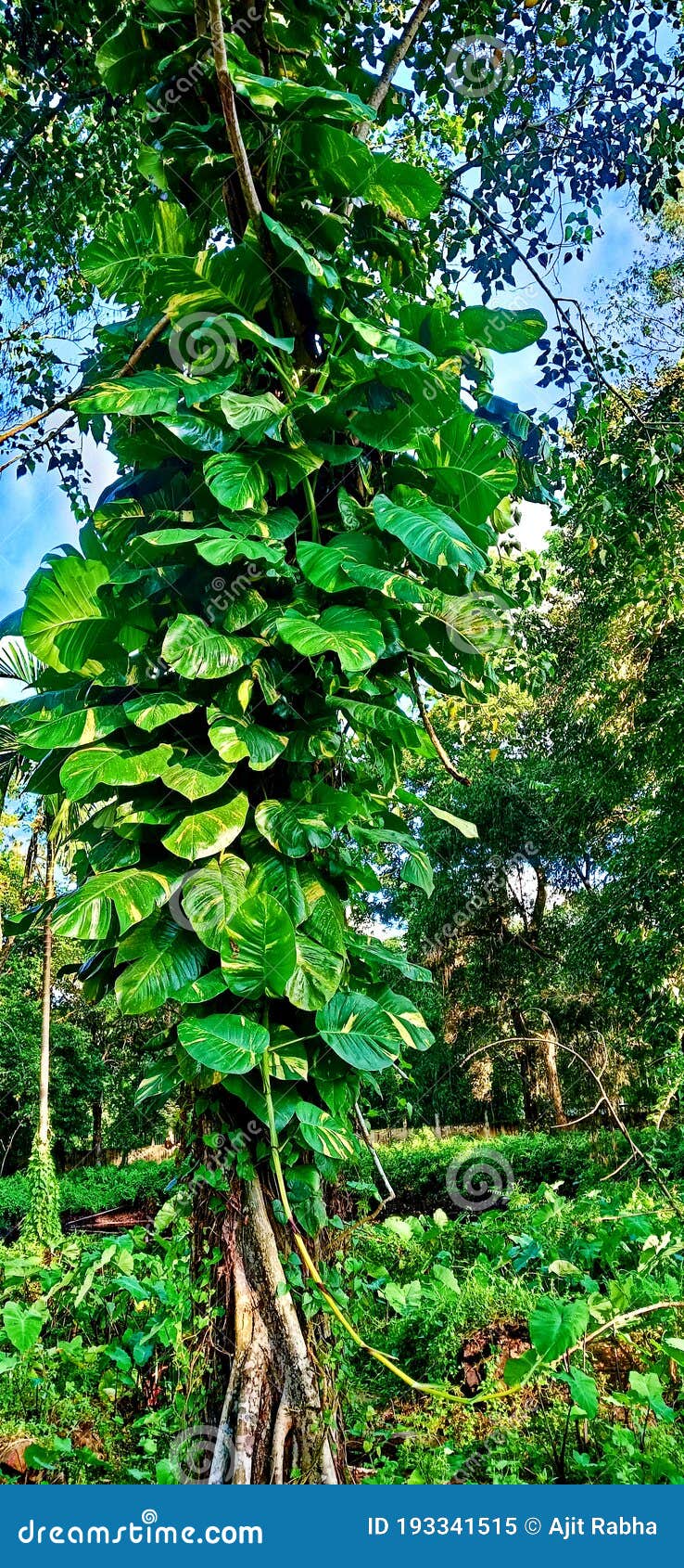 Indian Forest Tree Grewia Asiatica Falsa With Broad Leaves In The ...
