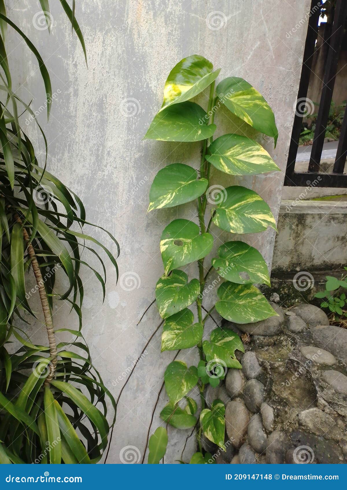 Money Plant On Wall
