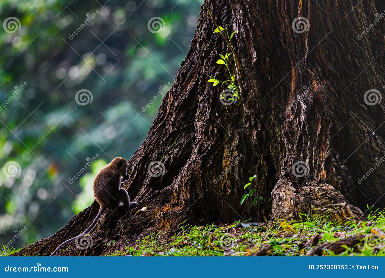 Portrait of Monkeys Under the Tree Stock Image - Image of cute, branch ...