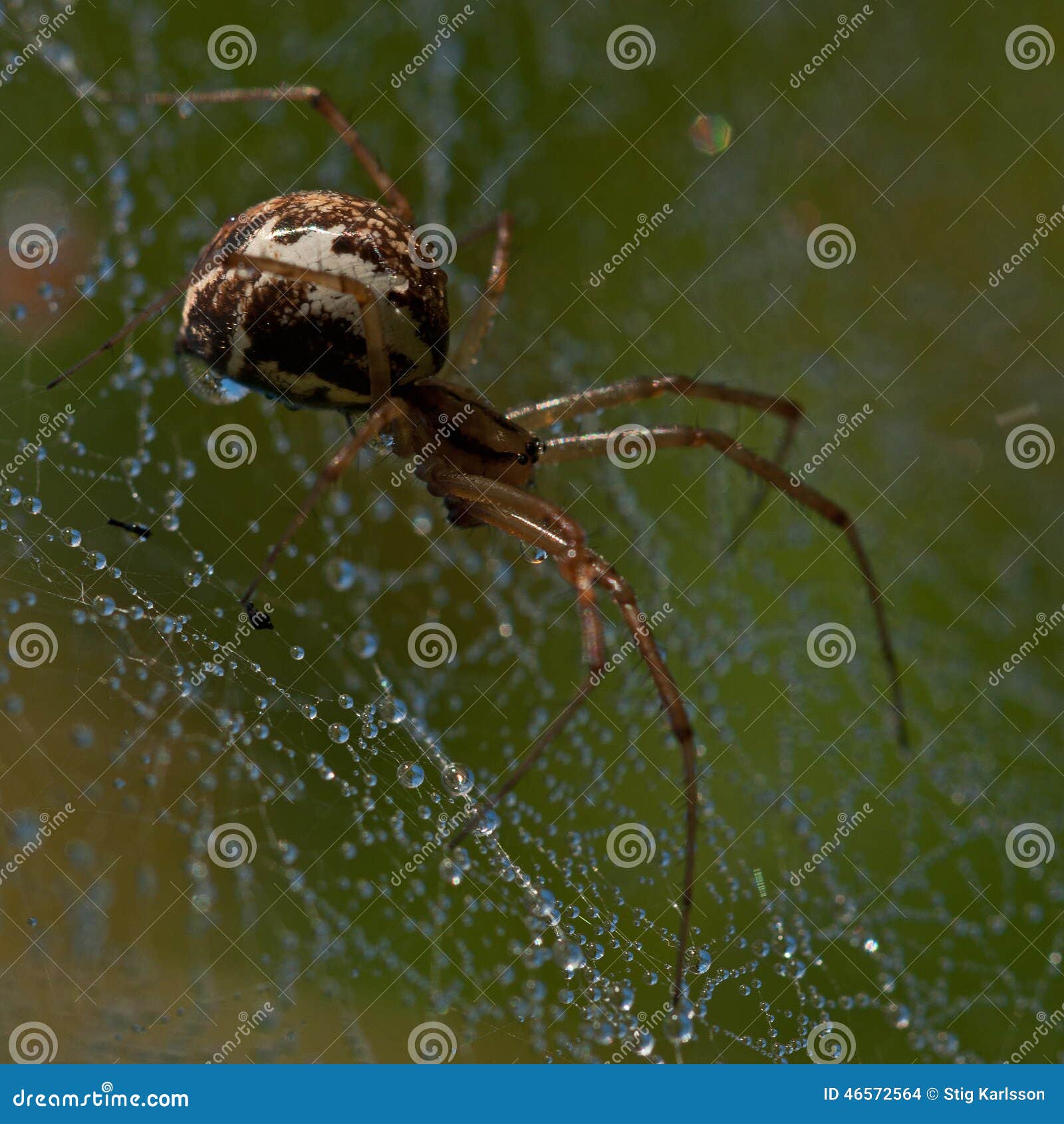Money Spider, Linyphia Triangularis Stock Photo - Image of money ...