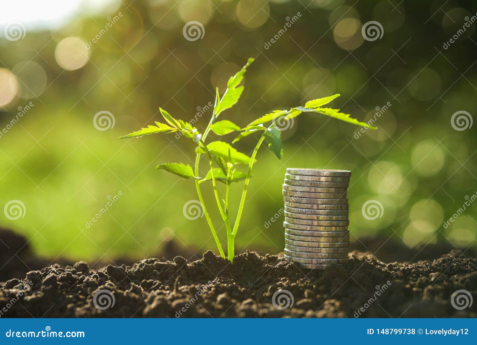 Money Stack with Small Tree and Sunset in Nature Stock Photo - Image of ...