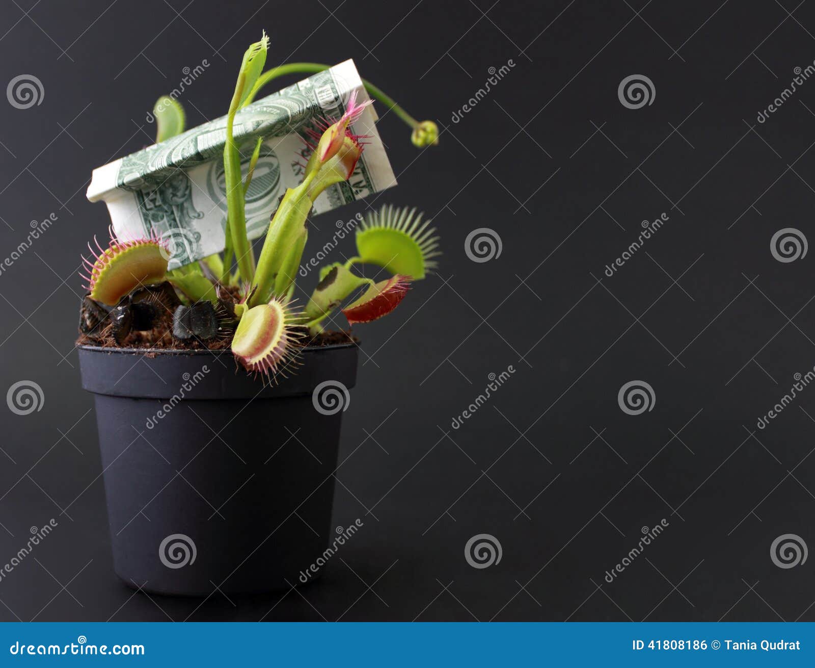 Money Trapper stock photo. Image of business, gold, grow - 41808186