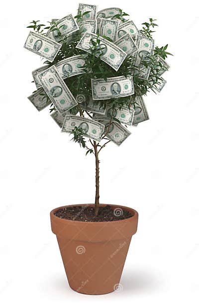 Money Tree stock photo. Image of growth, booming, lotto - 1143230