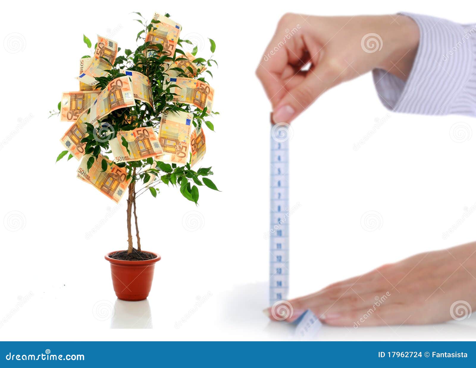 Money tree. stock photo. Image of invest, measure, leaf - 17962724