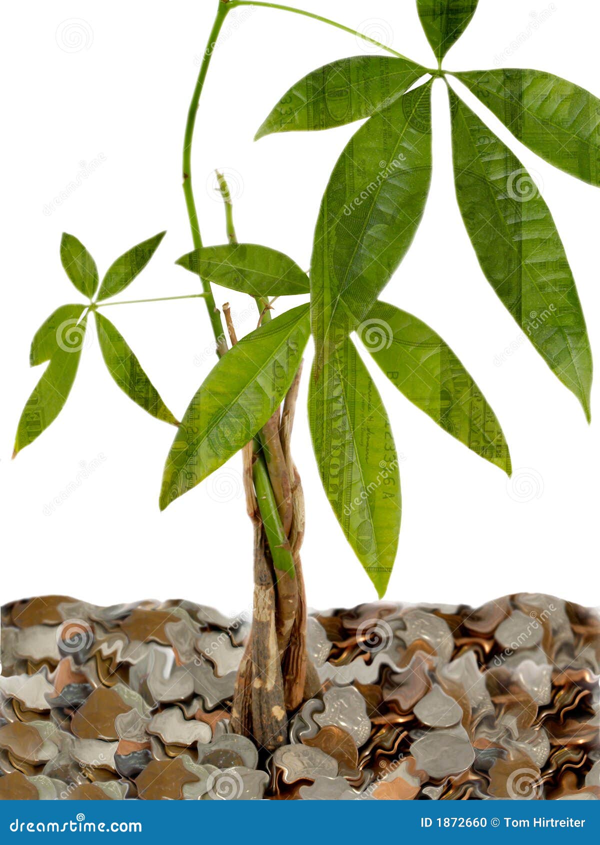 Money Tree stock photo. Image of molten, abstract, economics - 1872660