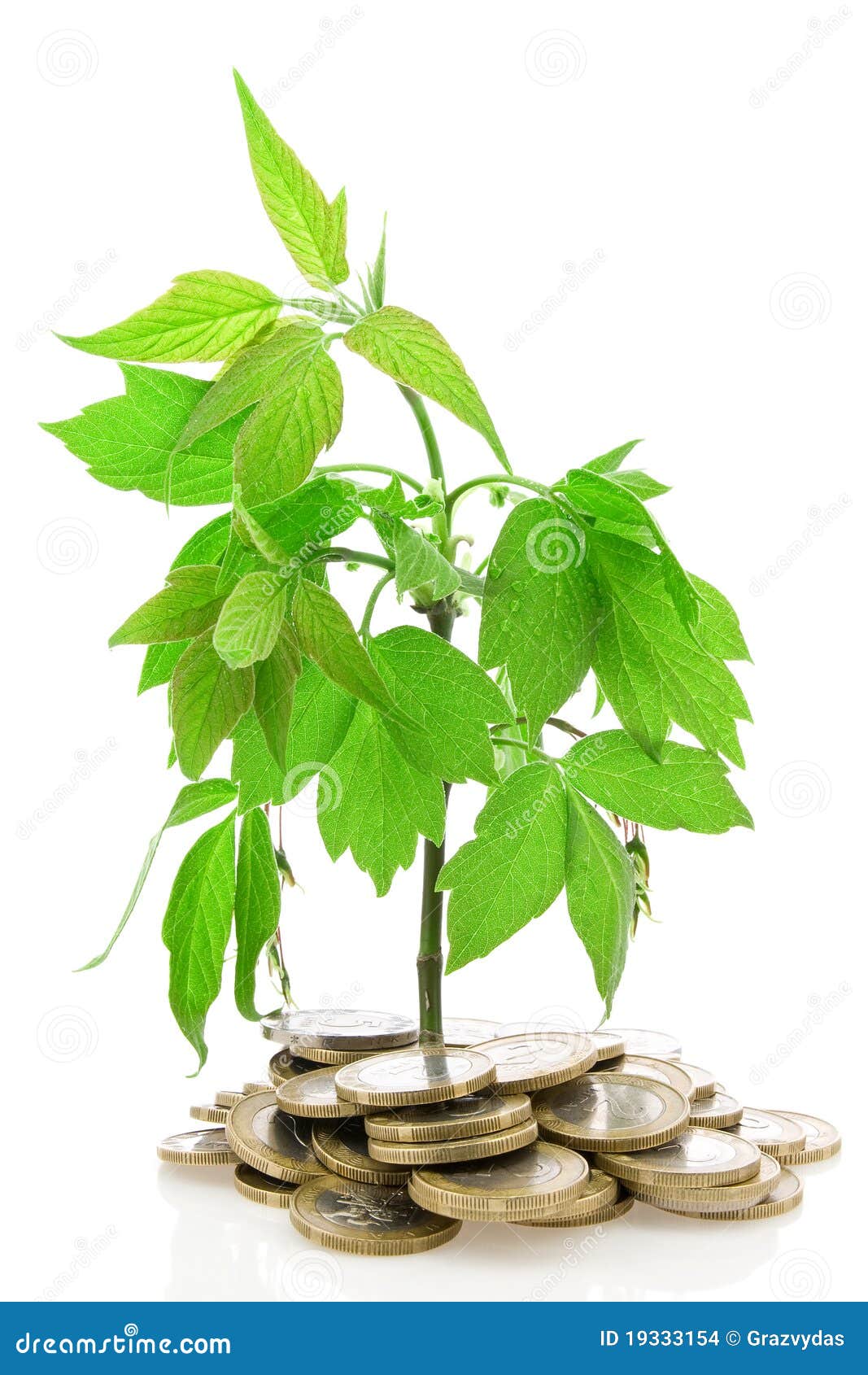 Money Tree stock photo. Image of savings, heap, aspiration - 19333154