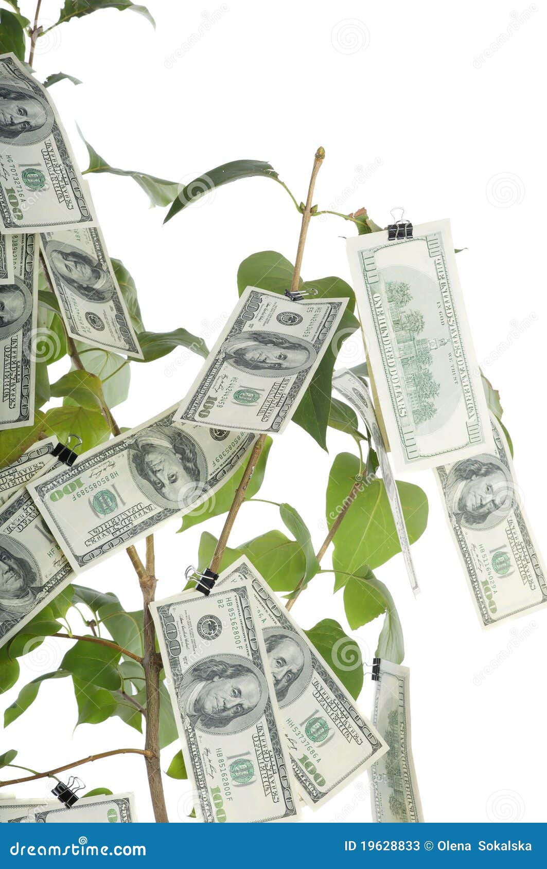 Money tree stock image. Image of tree, concepts, wealth - 19628833