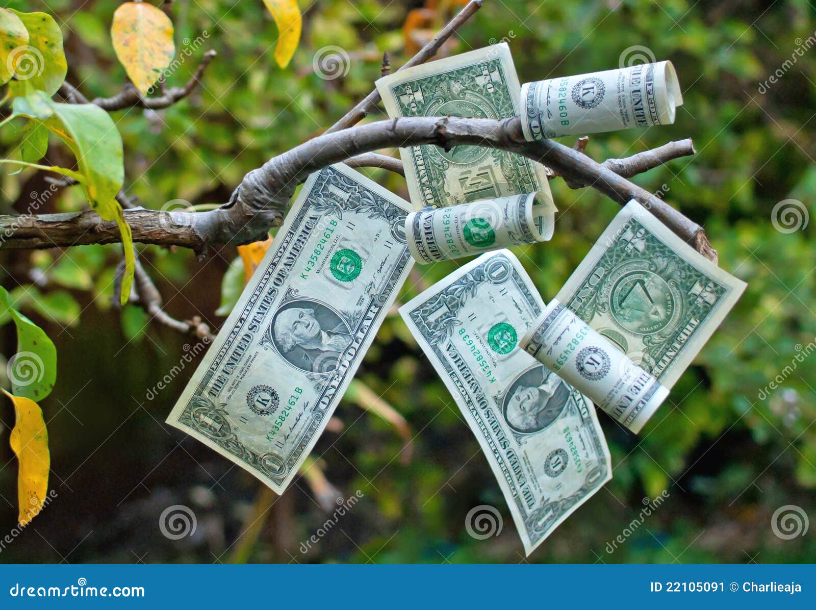 Money tree stock image. Image of revenue, wealth, savings - 22105091
