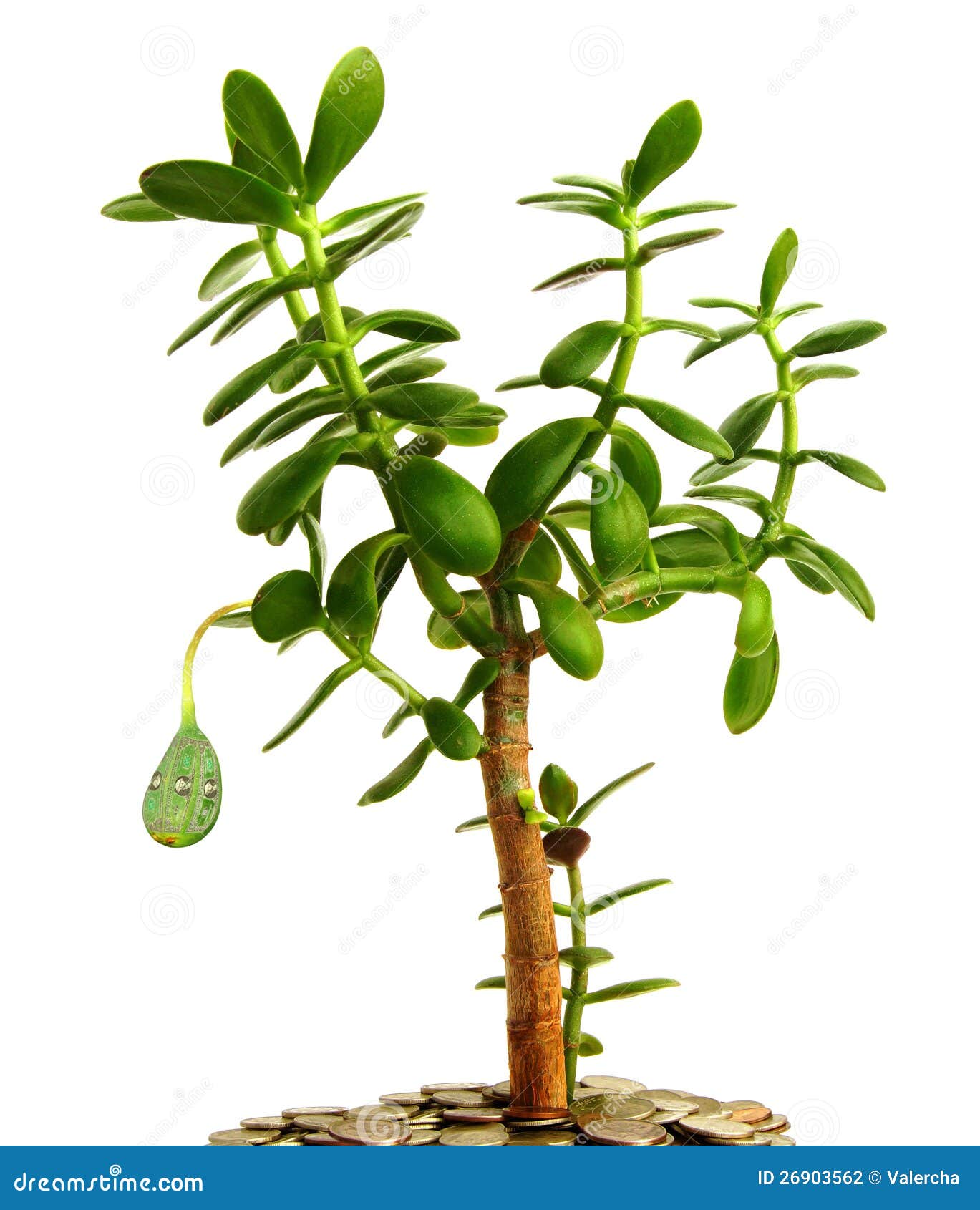 Money tree stock photo. Image of income, yellow, money - 26903562