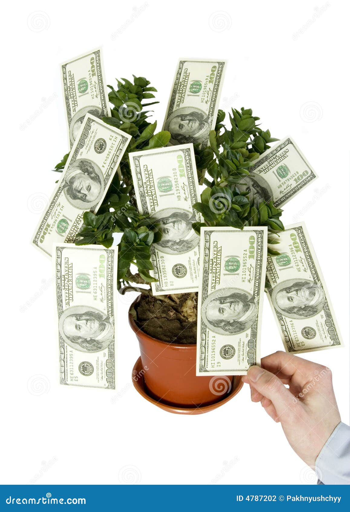 Money tree stock photo. Image of giving, hope, tithe, present - 4787202