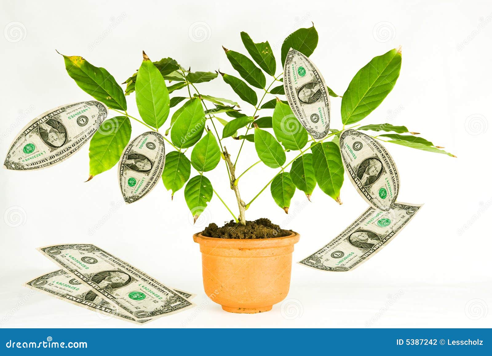 Money tree stock photo. Image of profit, note, dollar - 5387242