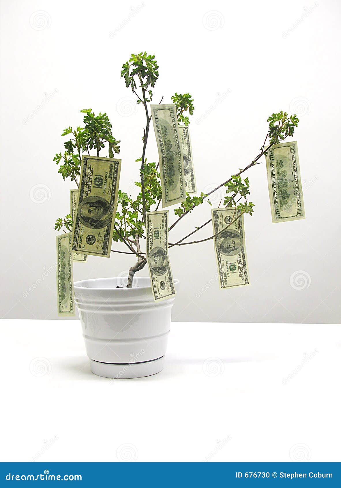 Money Tree stock photo. Image of saving, isolated, branch - 676730