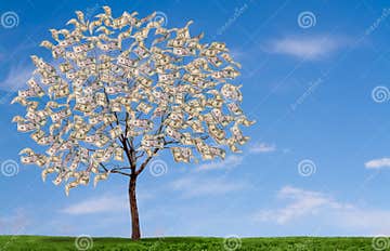 Money Tree on Blue Sky, and Grassy Feild Stock Image - Image of foliage ...