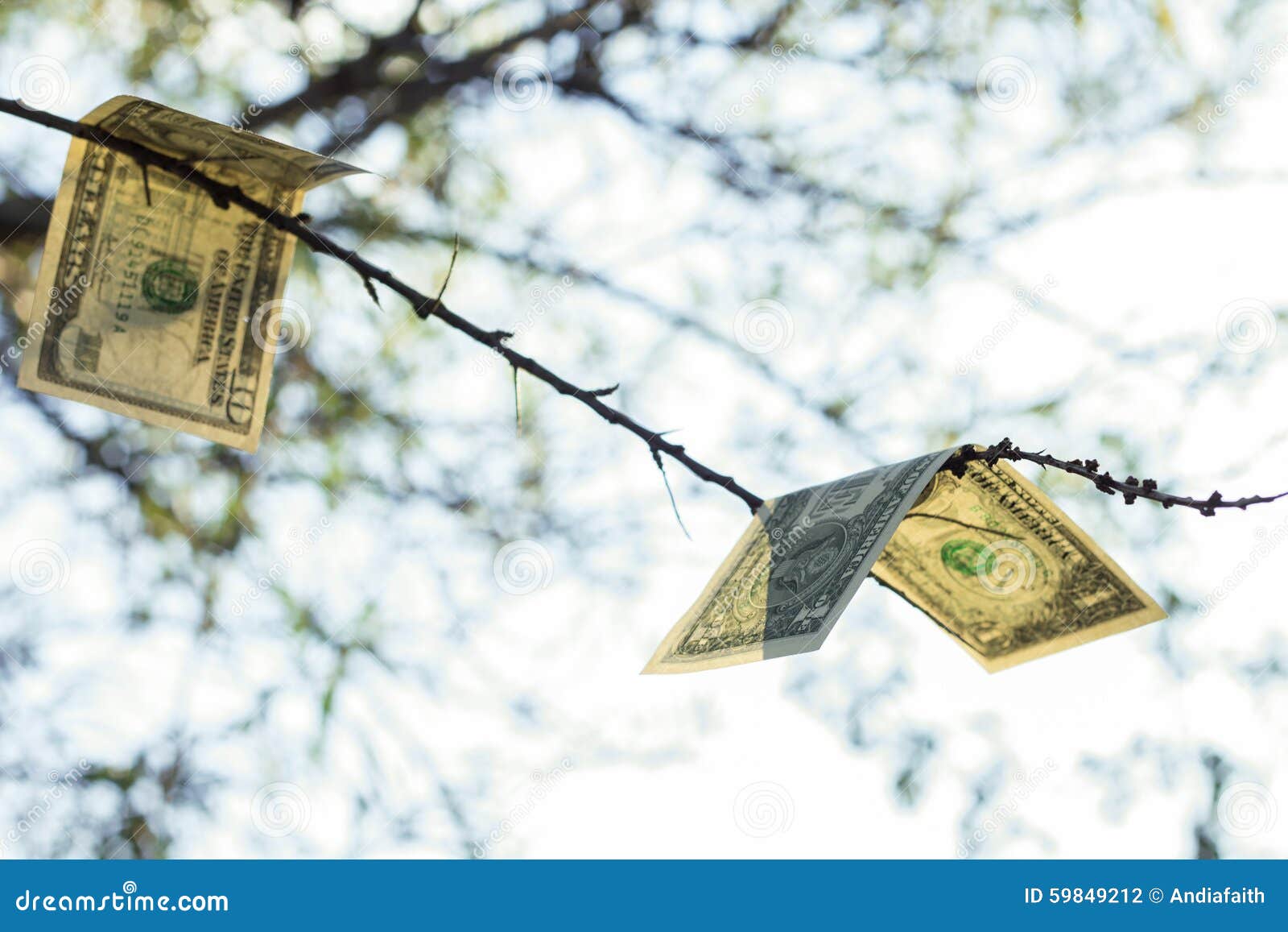 Money Tree Concept. Image of Dollars on Branch Stock Photo - Image of ...
