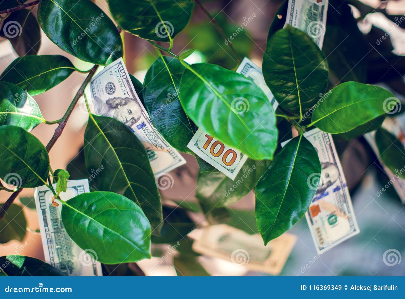 Money Tree with Dollar Bills on Leaves Stock Image - Image of bills ...
