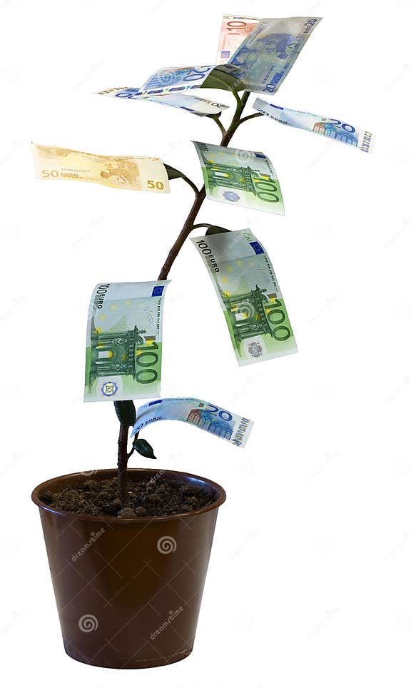 Money tree (Euro) stock image. Image of isolated, europe - 3211587