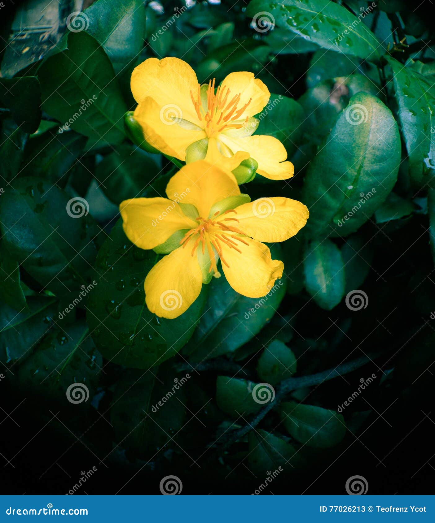 Money Tree Fortune Plant Yellow Flowers Stock Image - Image of filter ... Money Tree Fortune Plant Yellow Flowers Stock Image - Image of filter ...